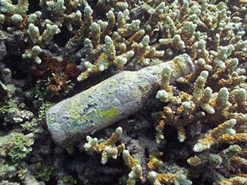 Litter In The Arctic - Sublime